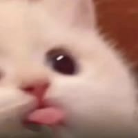 该喂猫了 