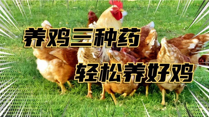 不管养什么鸡,用对这三种药,抗菌消炎,便宜又好用!