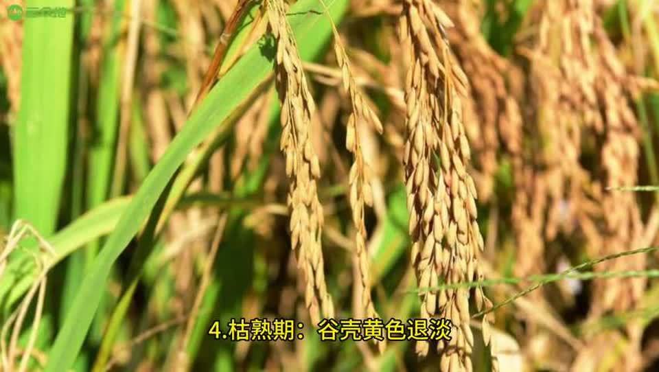 水稻成熟期的四个时期及管理要点