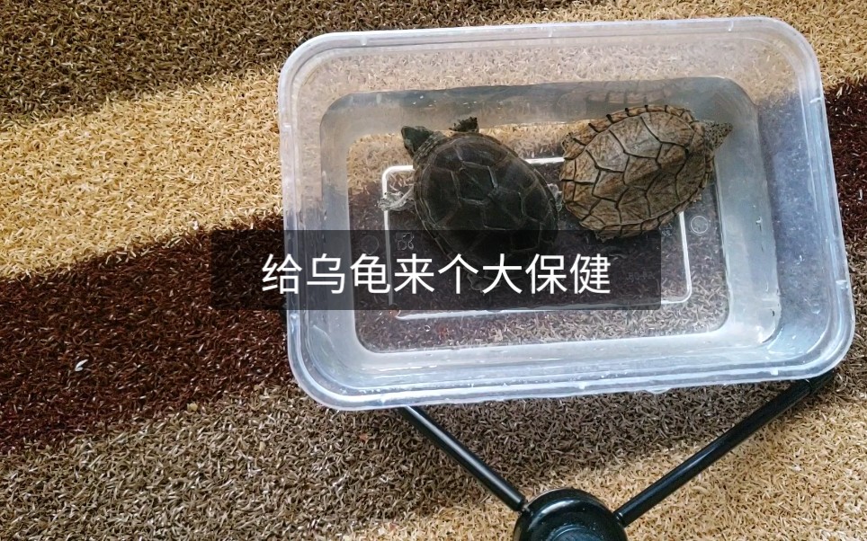 给龟龟们泡泡电解多维以及讲解电解多维的作用好处