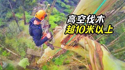 高空砍伐树木有多危险?高度超过10米以上,克服恐高只是第一步!