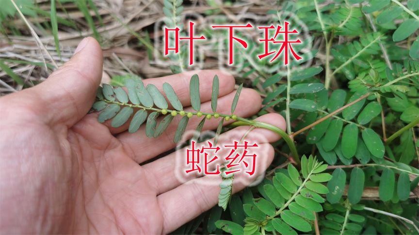 蛇药“珍珠草”植物,它的学名叫“叶下珠”,您是否了解呢?
