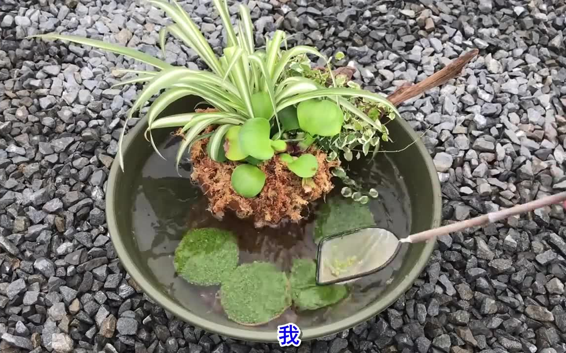 【观背青鳉】用花盆简单迅速就能做出来的生态鱼缸的制作方法