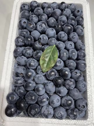 超大的宝宝蓝莓!每一颗都巨大,脆甜爆汁!自带花香,特别好吃ߘ�家里有...
