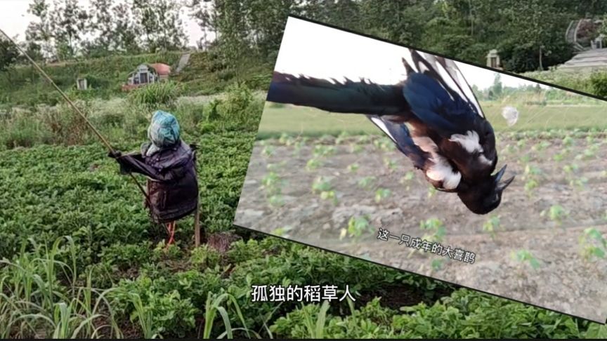 稻草人的背后,一副惨状,改变别人的思想很难