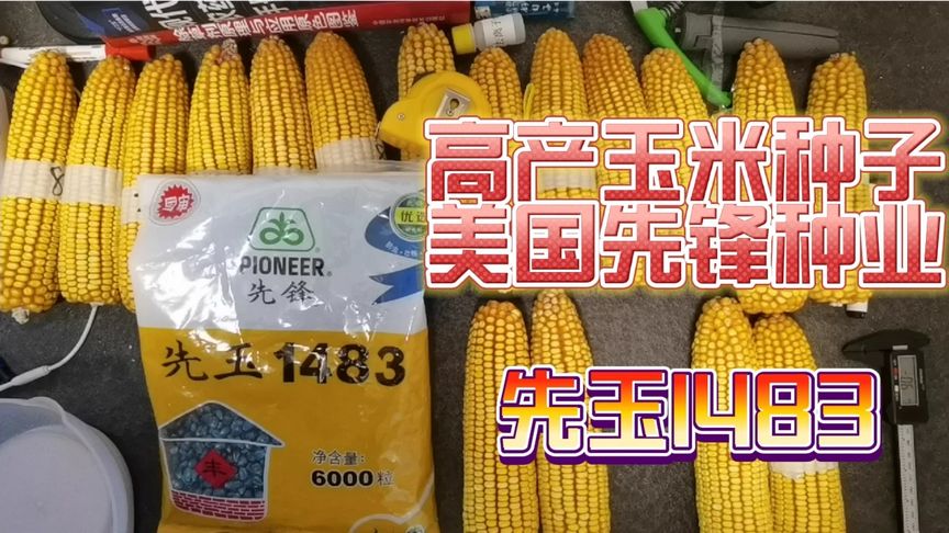 最新国审高产玉米品种,先玉1483,一个别看棒,产量单打单收的种子