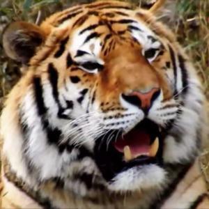 sctiger 