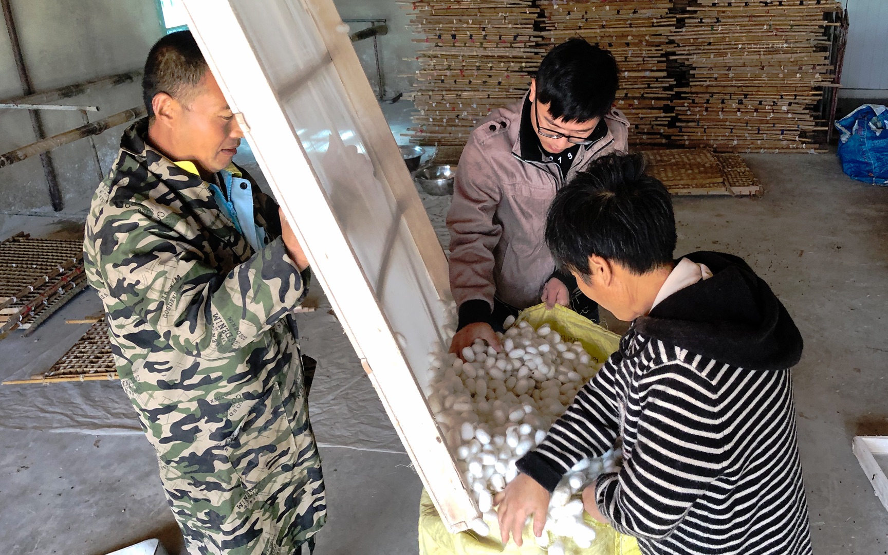 一家人辛苦养蚕29天,最后挣了5位数!你们说这东西能养吗?