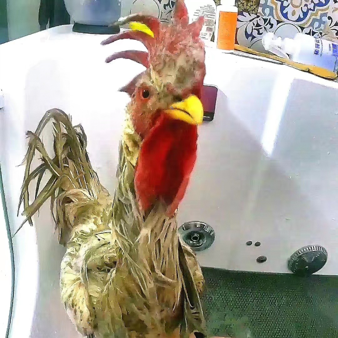 熊起不惑 