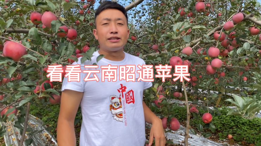 云南昭通苹果,不套袋种植,自然生长成熟的苹果。有价有市的苹果