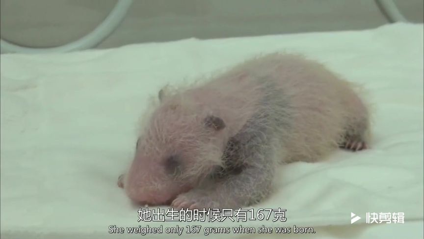 熊猫刚生出来的样子,看着想什么?