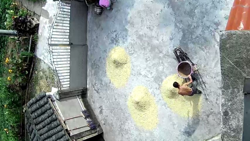 昨天收的稻谷今天可以晒干收仓