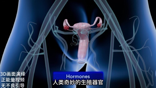 生殖器官 人类生殖器官的发育过程