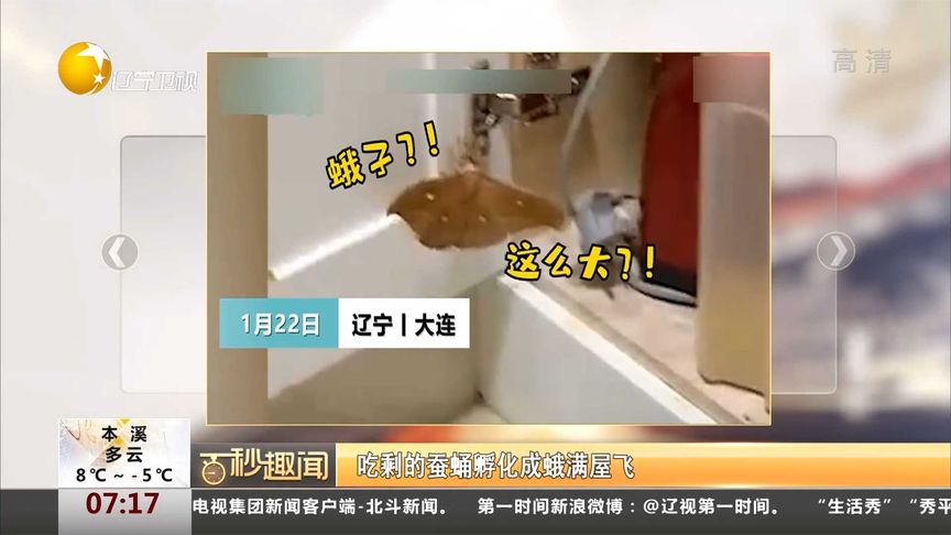 吃剩的蚕蛹孵化成蛾满屋飞