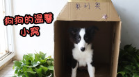 教你三分钟用废纸箱做自制狗窝！服侍狗主子就是要细致周到