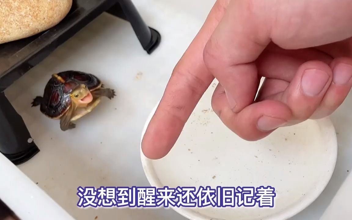 两岁的乌龟智商竟然这么高,只跟主人互动,使用泥土养龟的方法