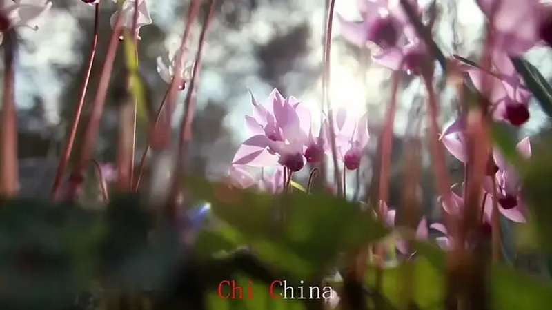 《高胜美 千年等一回》经典咏流传最好听的歌曲前十名