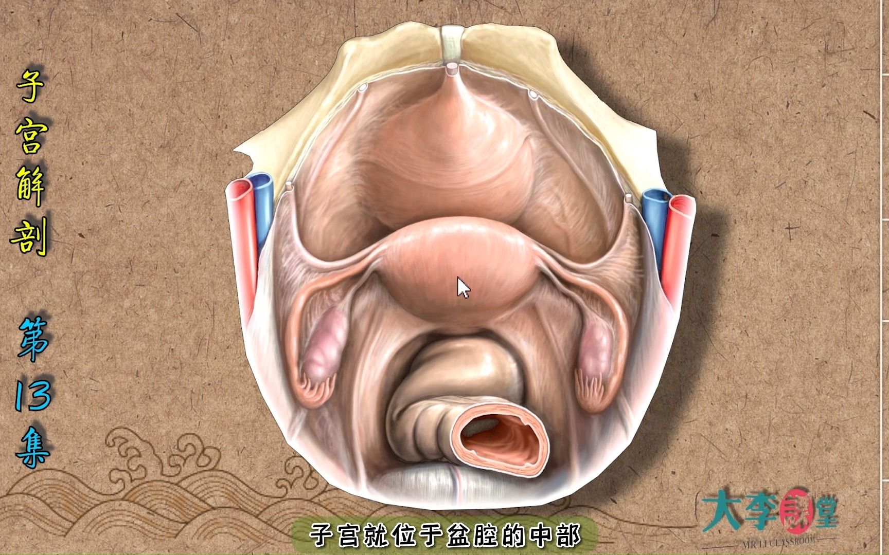 【子宫解剖-上集】第13集-生殖系统-3D人体解剖微课