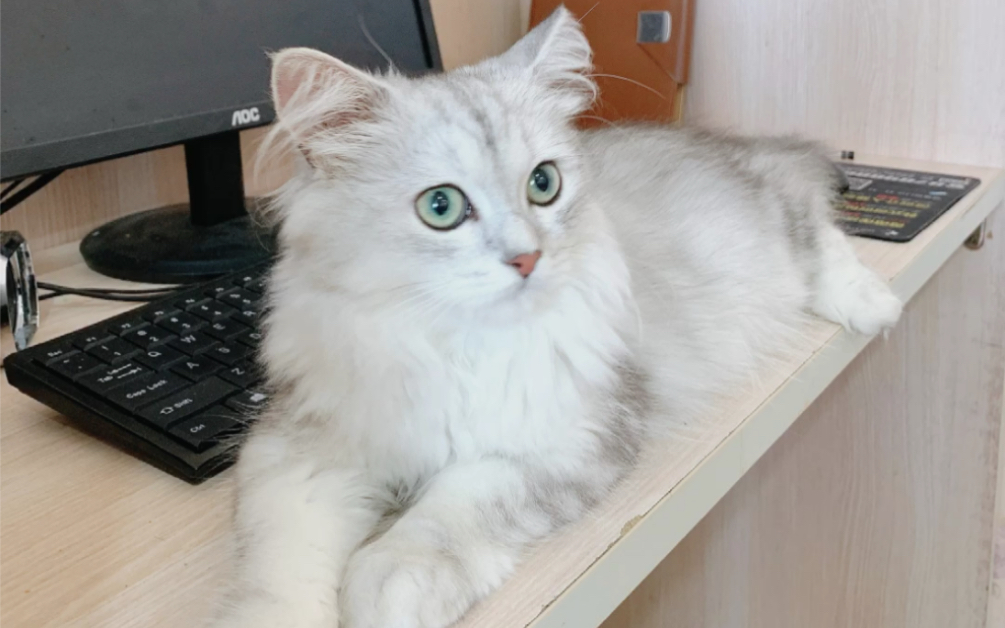你能听懂猫咪说话吗? 猫咪不同叫声代表什么意思?