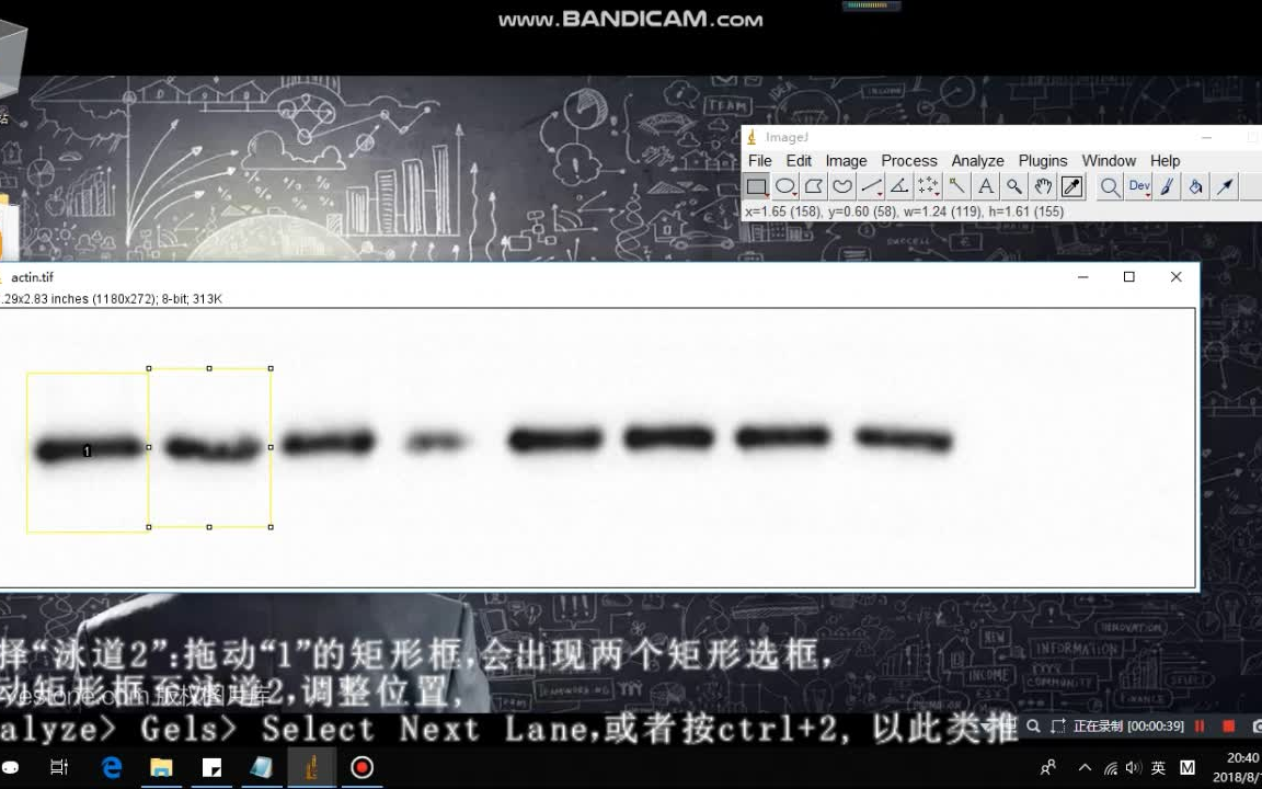 ImageJ对Western Blot灰度分析