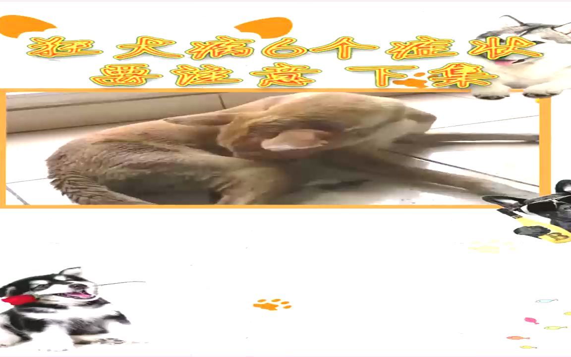 狂犬病的6个症状 下#宠物宠物宠物 #狗