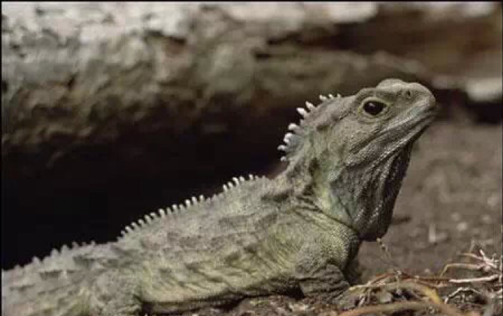 猜猜在哪里?放点特有种(这边入侵物种多的离谱)