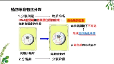 细胞增殖3植物细胞分裂