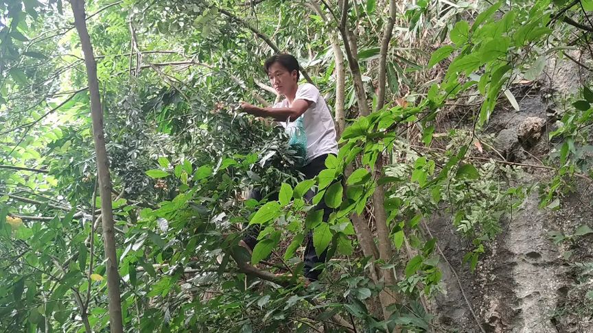 广西特产山黄皮果,是当地烹饪鸭肉的标配,海庆摘了100多斤