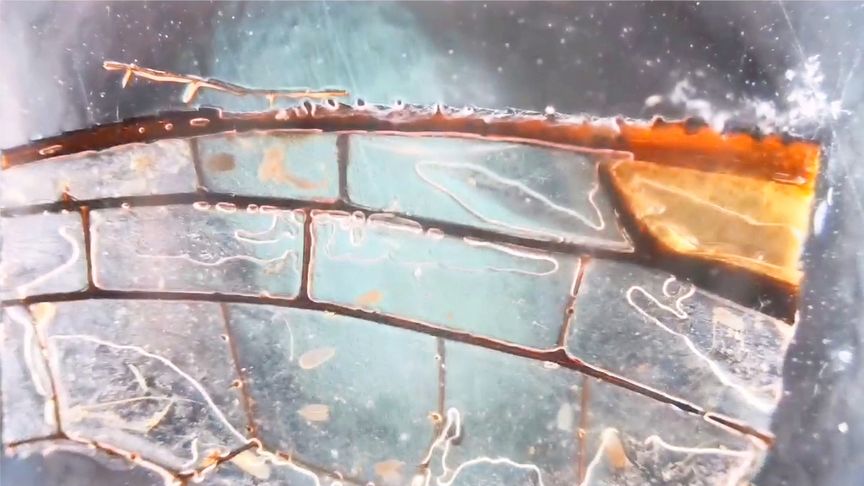 三种显微镜观察玻片比较