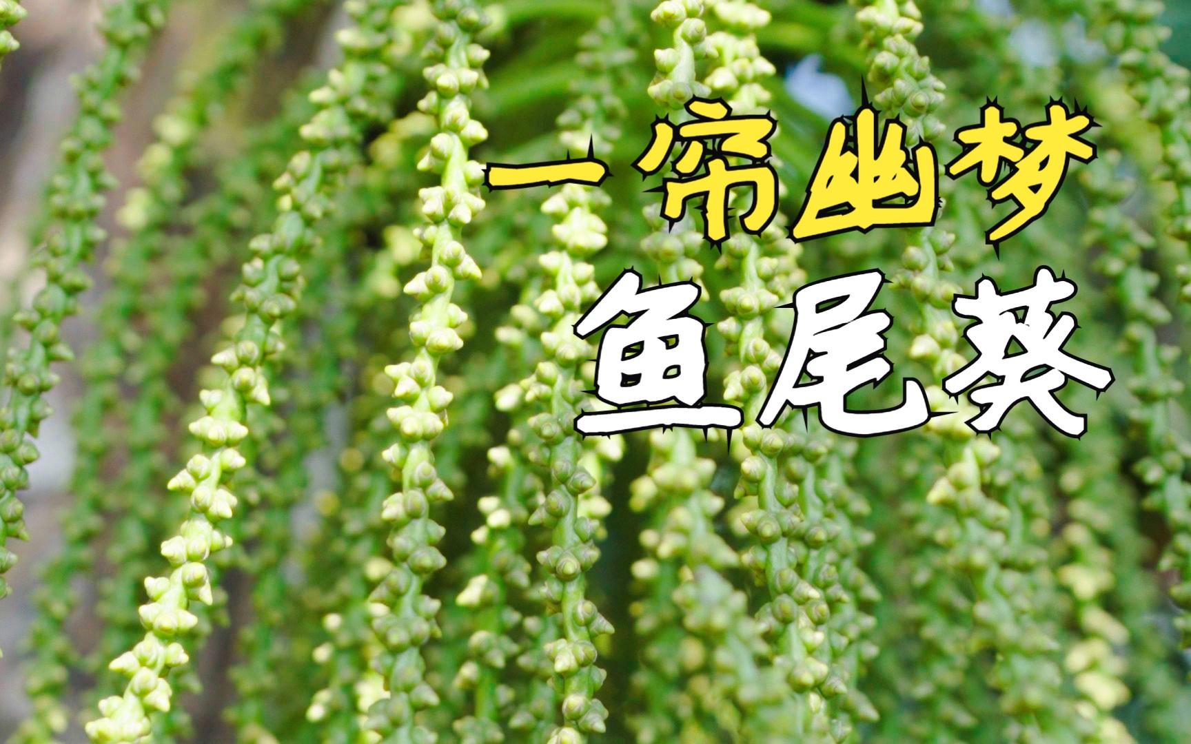它拥有鱼的尾巴,却只能在风里游泳的棕榈,短穗鱼尾葵