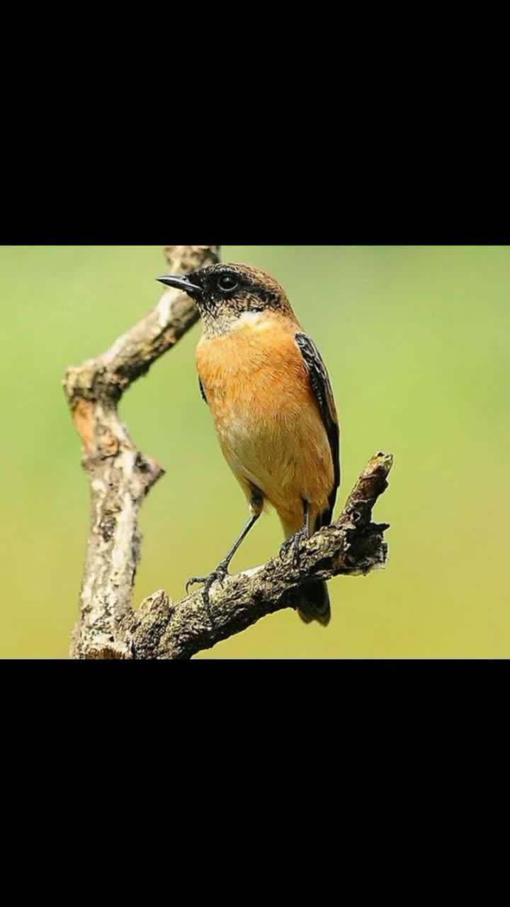 素描入门简单素描画,画只鸟只需这么简单#素描 #入门 #绘画