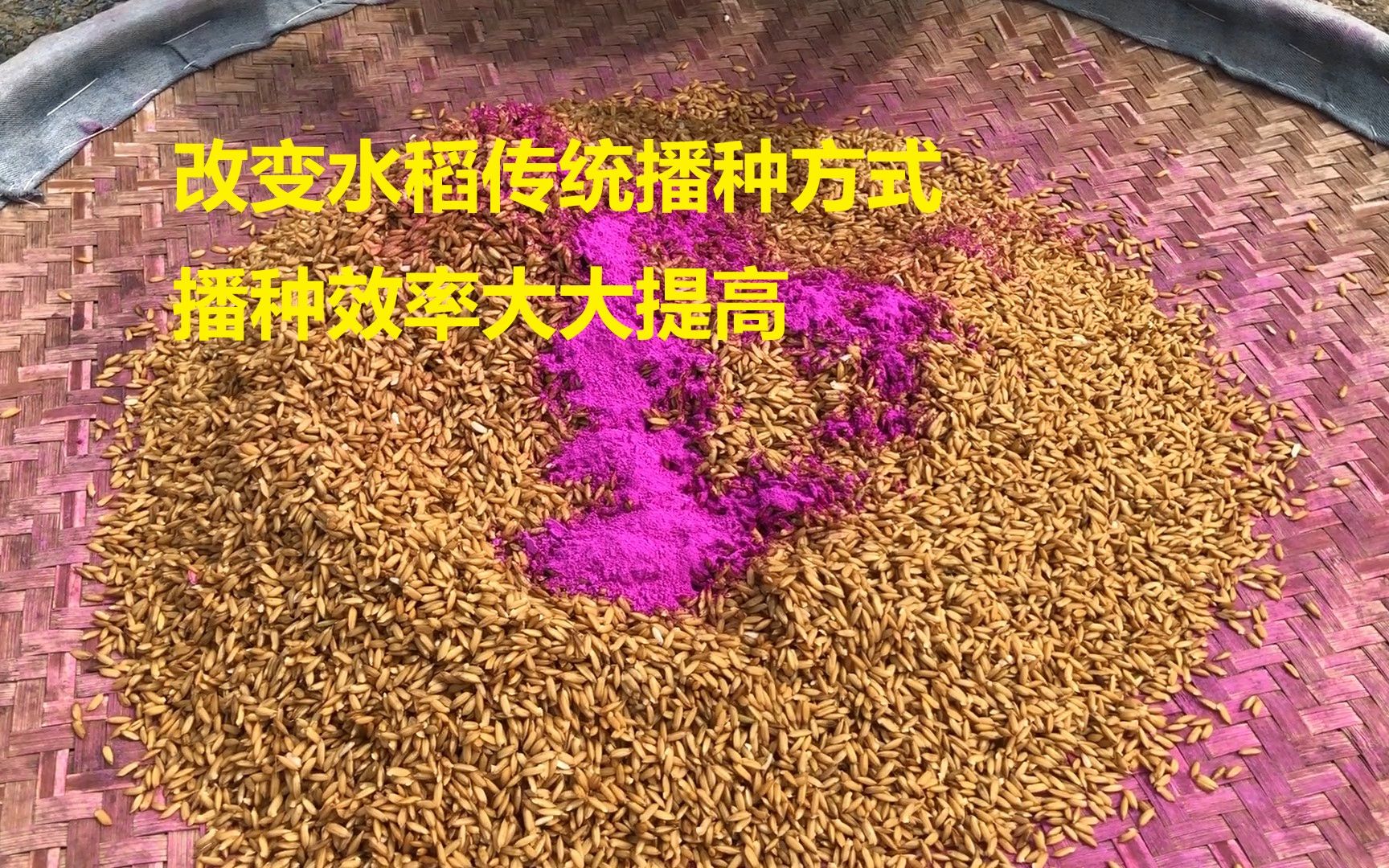 改变水稻传统播种方式 播种效率大大提高