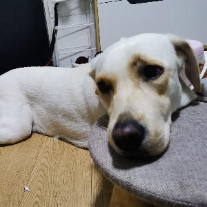 养狗的程序猿 