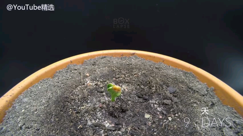 摄影师用镜头记录下了各种植物一年半的生长过程,看起来非常治愈
