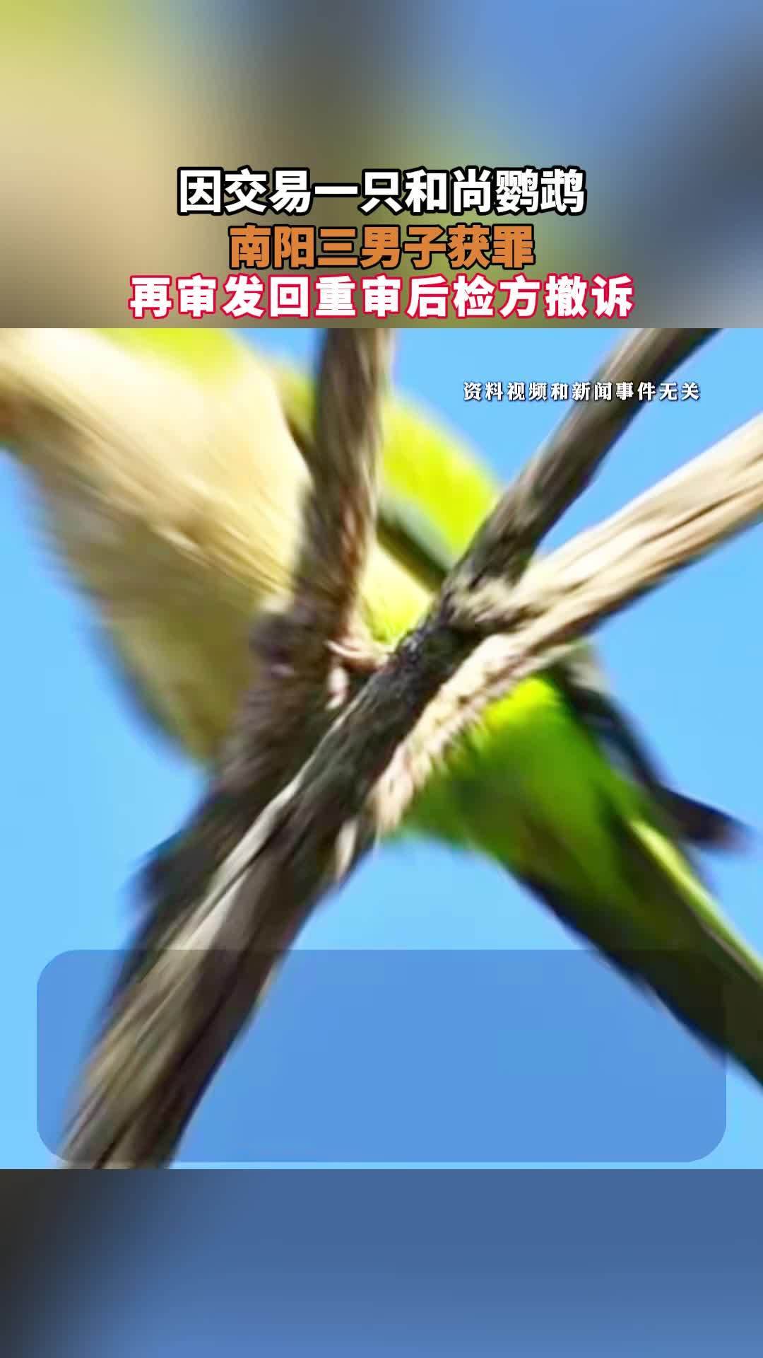 因交易一只和尚鹦鹉 南阳三男子获罪,再审发回重审后检方撤诉