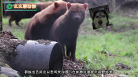 么么聊动物——薮犬是什么样的狗,进来了解下吧