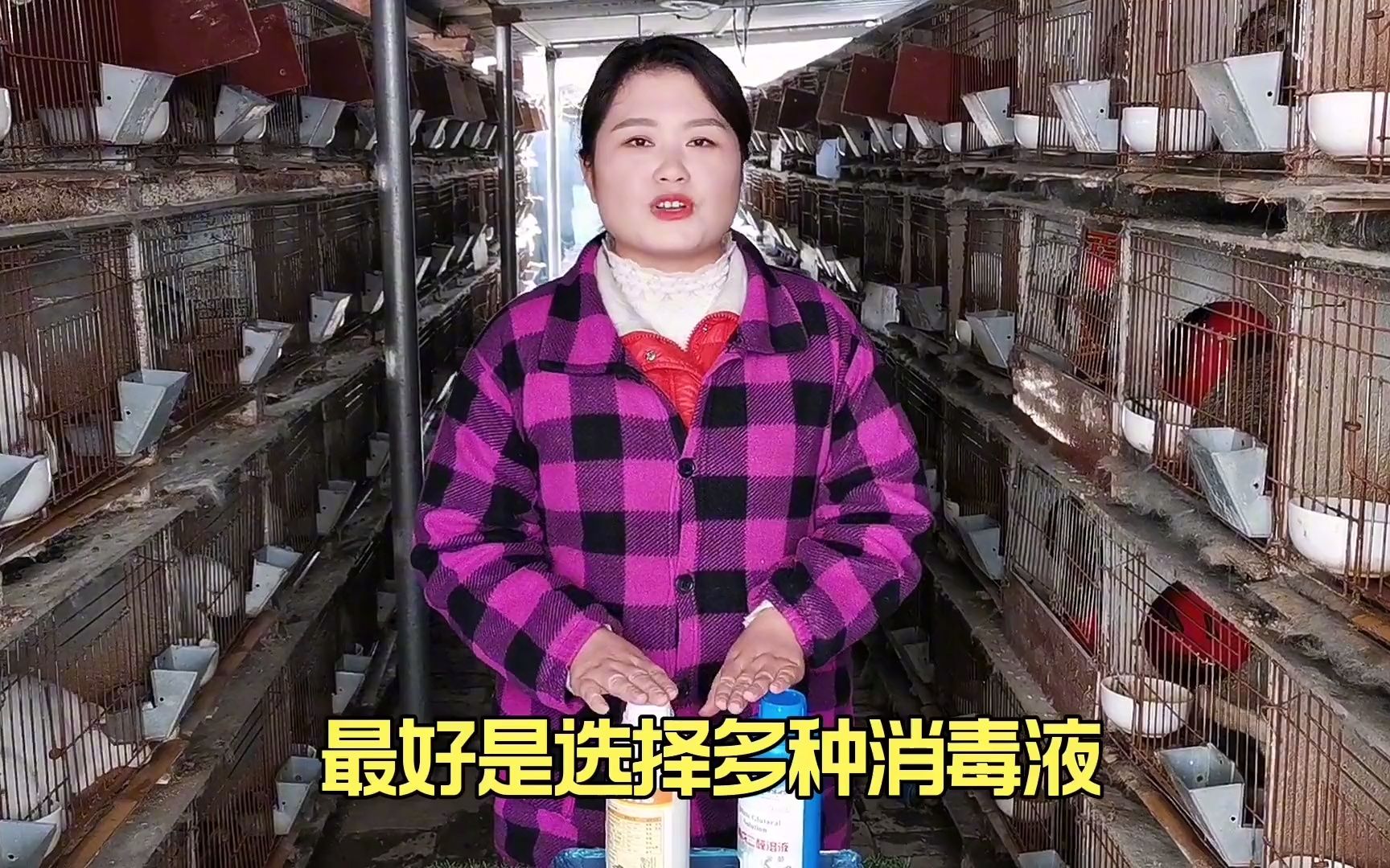兔舍消毒使用的药品,酸性 碱性配合兔子不生病,公羊兔养殖场