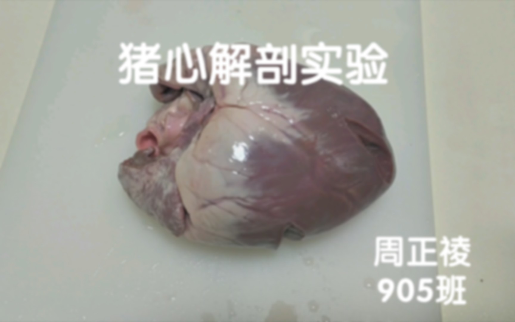 九年级 猪心解剖实验