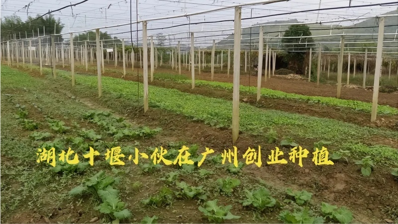 广东韶关农场联盟启动中、荒废农场经过十天传统种植技术长势咋样