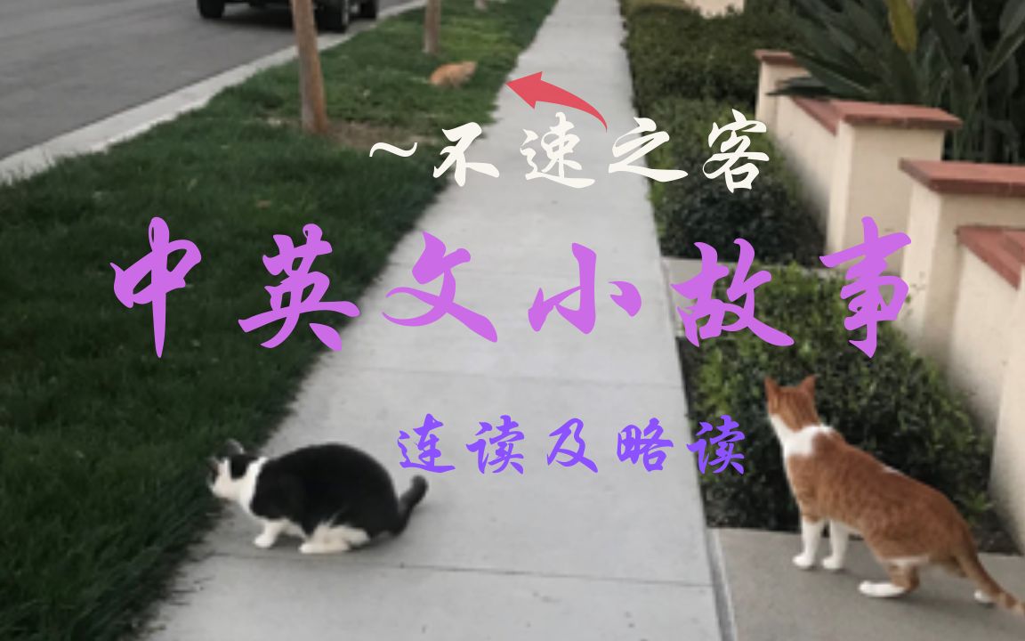 英语学习 | 英语口语天天练-T73 两个猫咪的故事 | 英语简单日常会话