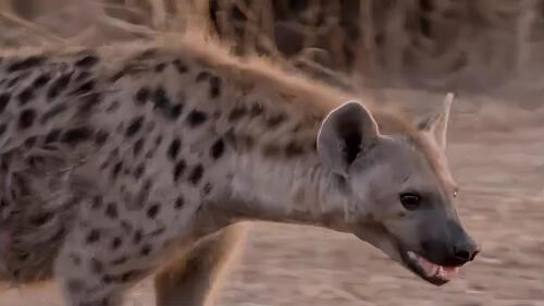 斑鬣狗将贪婪展现得淋漓尽致,与野犬的习性形成鲜明对比