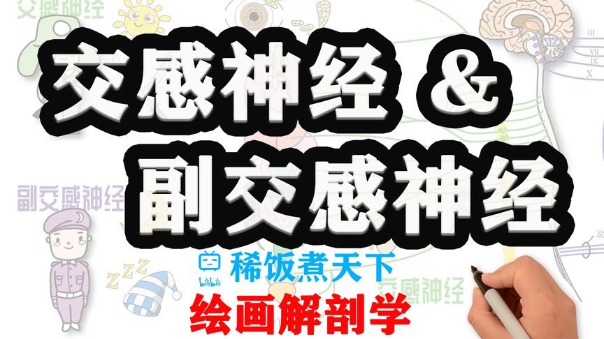 【绘画解剖学 神经】自主神经系统:交感与副交感