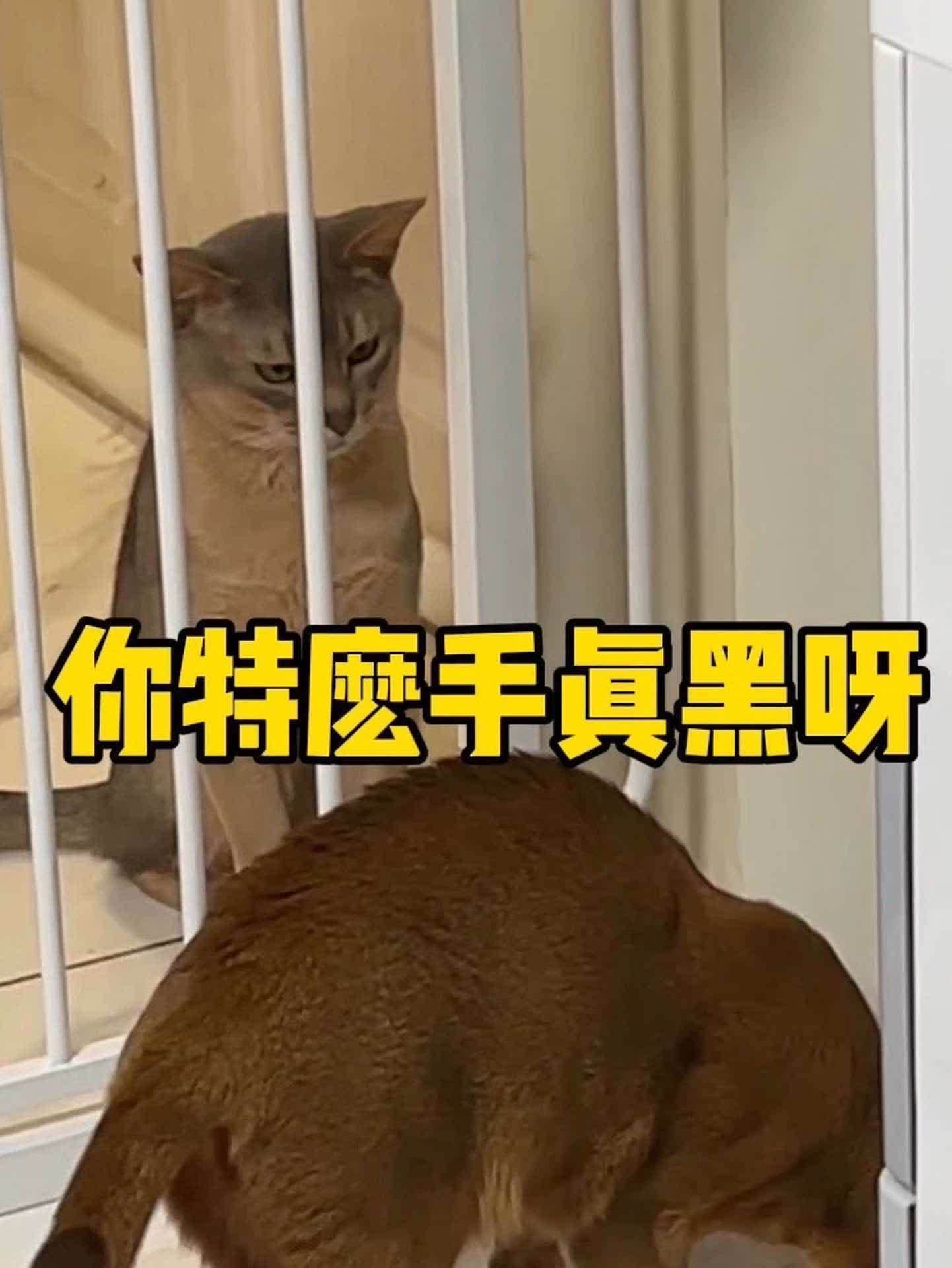 拳头蘸碘伏,边打边消毒萌宠出道计划 萌宠计划 记录猫咪日常