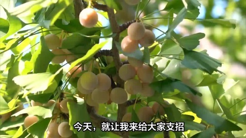 新鲜银杏果怎么吃最安全?教你如何科学食用银杏果