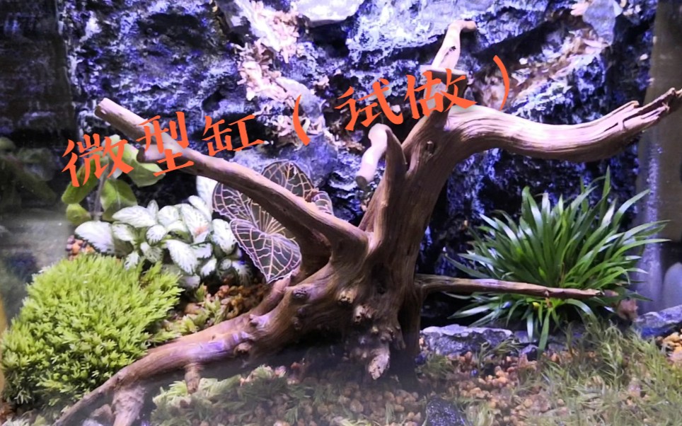 【雨林缸】试作品-20cm缸