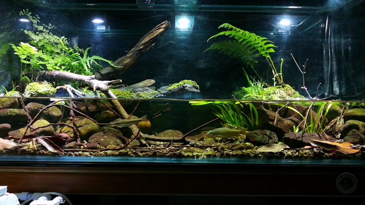 溪流原生缸_-原生缸造景-Aquascaping Biotope