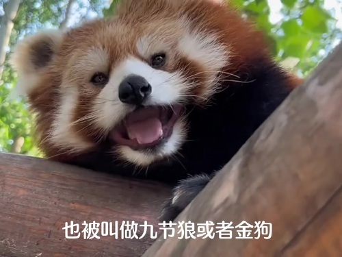 这样一只可可爱爱的小熊猫,你准备好五颜六色的麻袋了吗