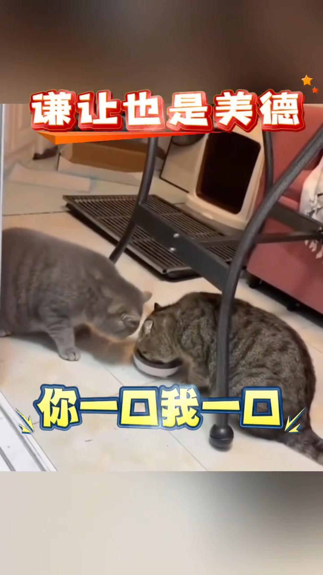 猫咪也学"孔融让梨","你一口我一口",谦让美德附身