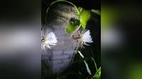 昙花享有“月下美人”之誉。当花渐渐展开后,过1-2小时又慢慢地枯萎...