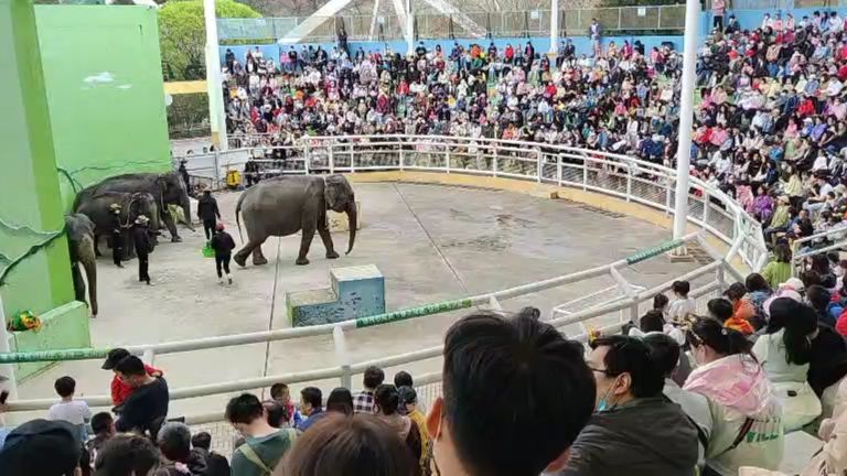 大连森林动物园大象表演